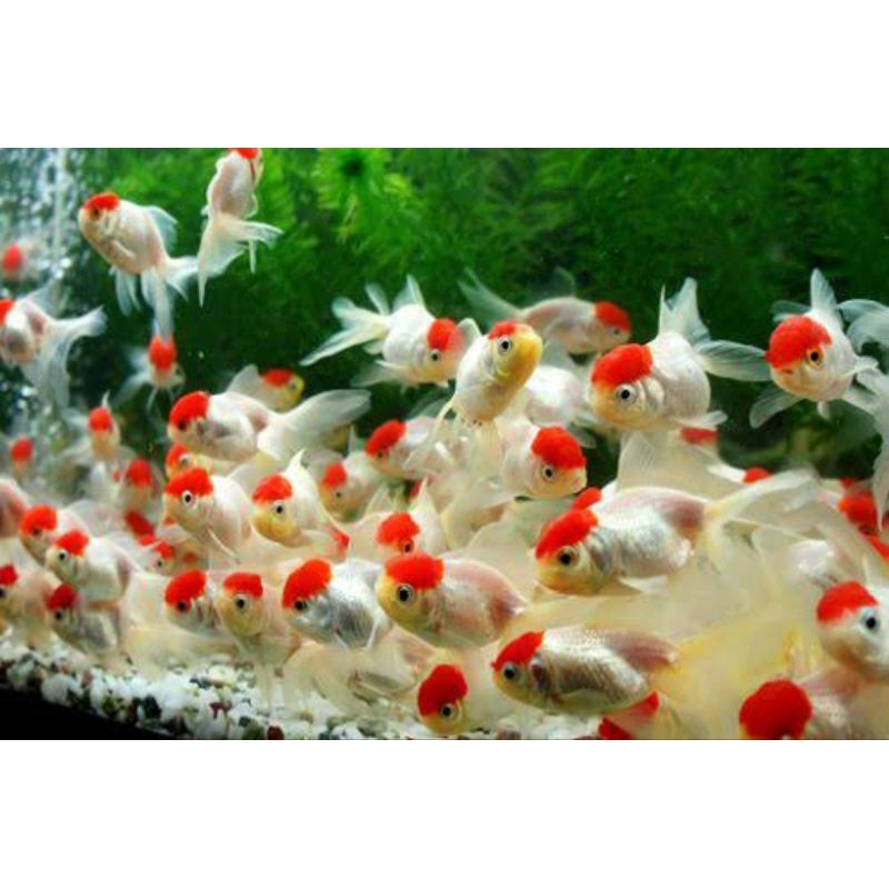Jual koki panda tc rw lengkap hiasan aquarium | Shopee Indonesia