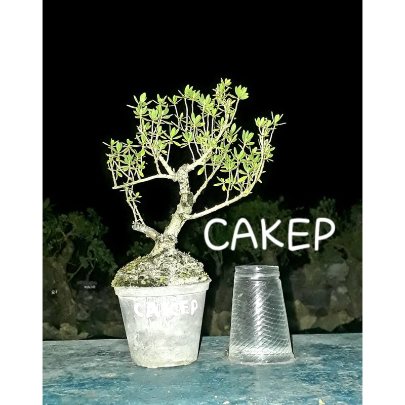 Jual Santigi Cakep | Shopee Indonesia