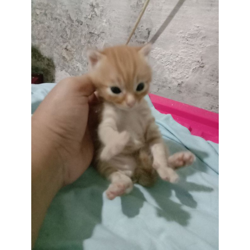 Jual OPEN ADOPT KITTEN CAMPURAN PERSIA MIX MIXDOM USIA SEBULAN KHUSUS ...