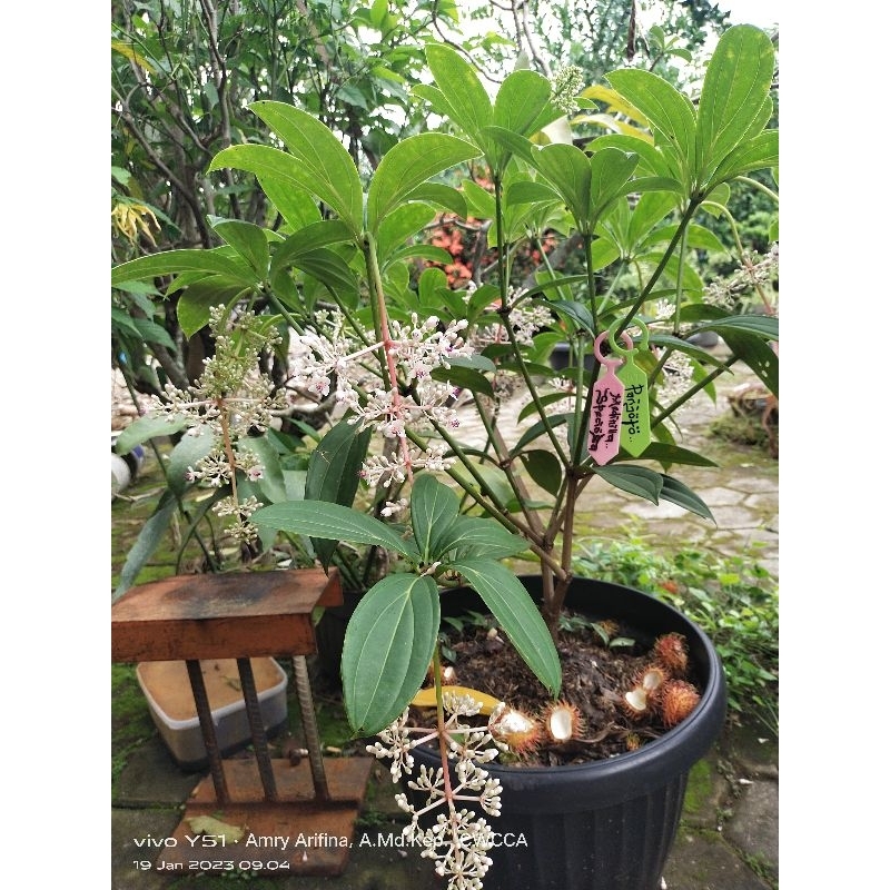 Jual Parijoto Rimbun Berbunga Buah lebat | Shopee Indonesia