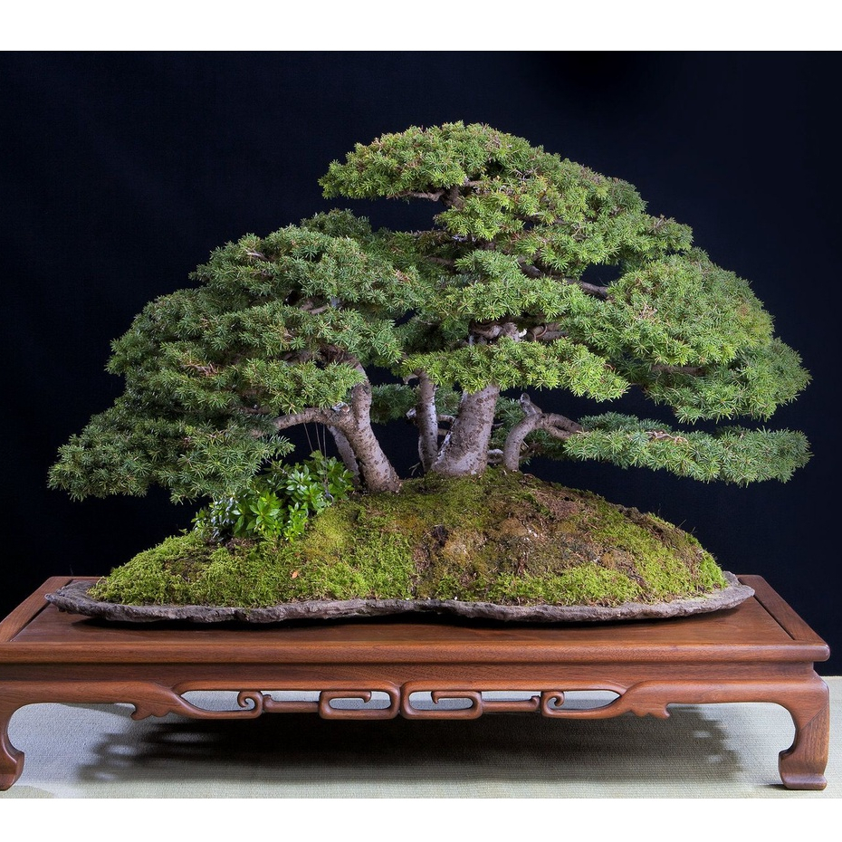 Jual Biji Benih Bibit Pohon Bonsai Cemara Norwegia - Norway Spruce ...
