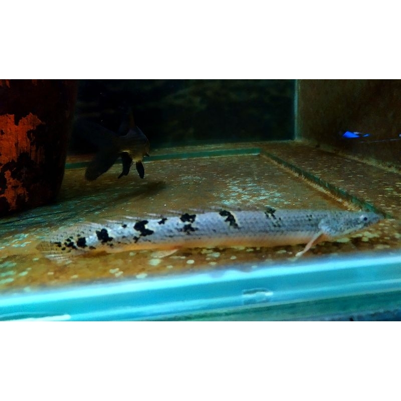 Shopee Indonesia | Situs Belanja Online Terlengkap & Terpercaya