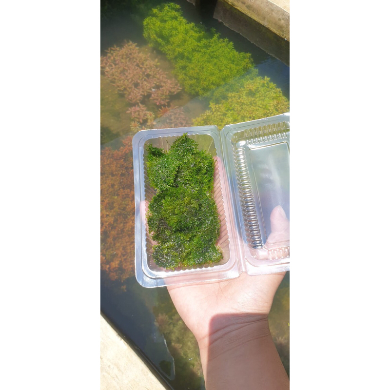 Jual Tanaman Moss Ricardia Bahan Aquascape / Bahanan moss ricardia ...