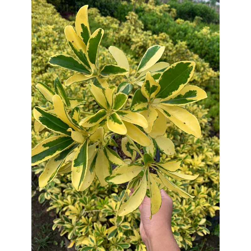 Jual tanaman walisongo kuning | Shopee Indonesia