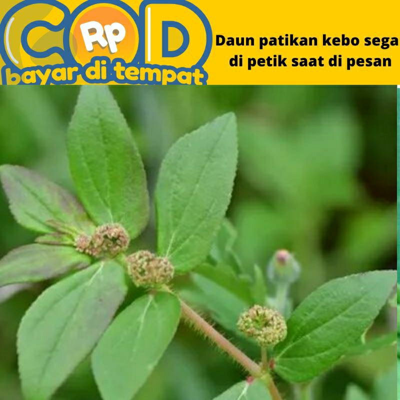 Jual daun patikan kebo fress 100gram | Shopee Indonesia