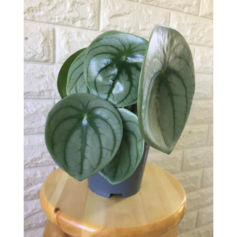 Jual Peperomia watermelon silver daun bisa besar / peperomia Bangkok ...