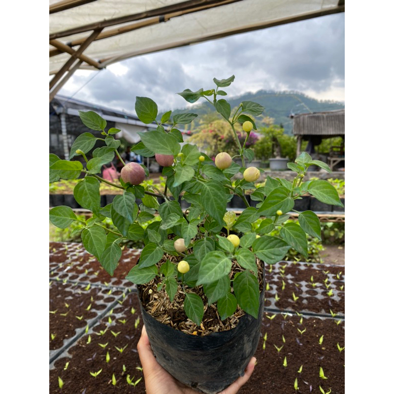 Jual Tanaman Pohon CABE CHERRY BERBUAH - Bibit Tanaman Cabai Cherry ...