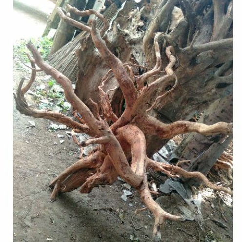 Jual akar Pohon raksamala ukuran KL hiasan aquarium | Shopee Indonesia