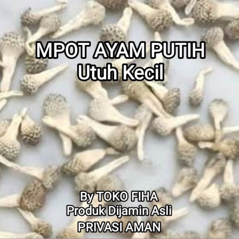 Jual MPOT AYAM PUTIH ASLI | MPOT PUTIH ALBINO ORIGINAL - per biji utuh ...