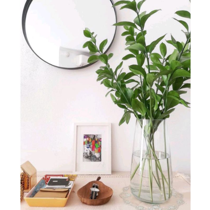 Jual Daun Ruskus Potong - Ruscus israela - Ruscus hypophyllum | Shopee ...