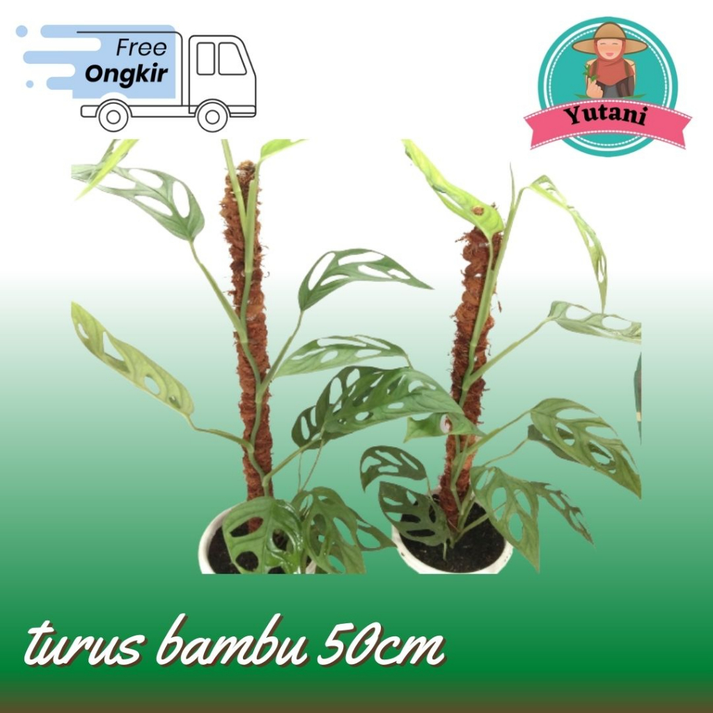 Jual Turus Penyangga Rambatan Tanaman Bunga Aglonema Anggrek Janda ...
