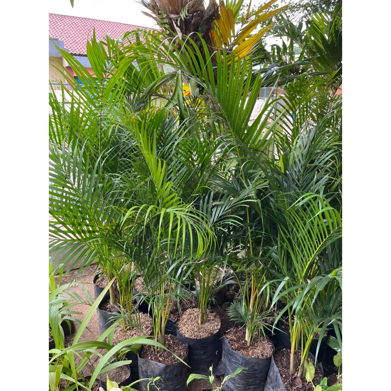 Jual ( BISA COD ) Tanaman Hias Palem Kuning Tinggi 1'Meter / Pohon Palm ...