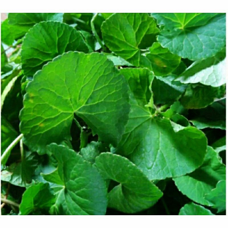 Jual Daun antana/pegagan khusus daun tanpa batang | Shopee Indonesia