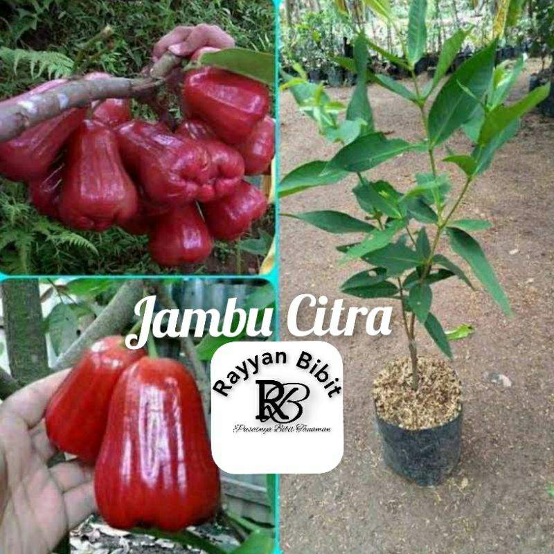 Jual Bibit jambu air citra okulasi jambu citra cepat berbuah | Shopee ...
