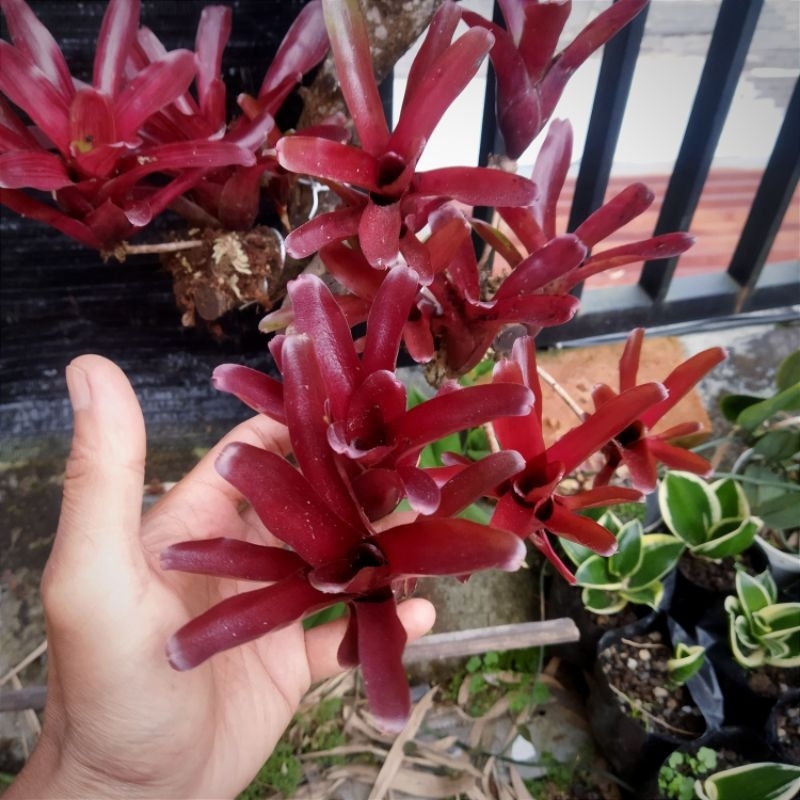 Jual Bromelia Mini Merah Tanaman Paludarium dan Terarium | Shopee Indonesia