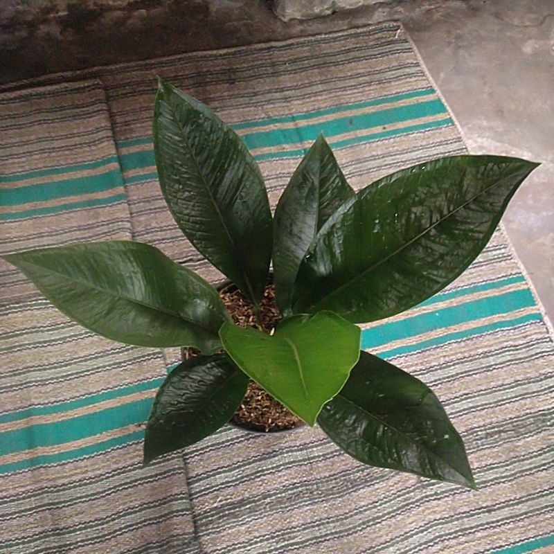 Jual anthurium jemani levis | Shopee Indonesia