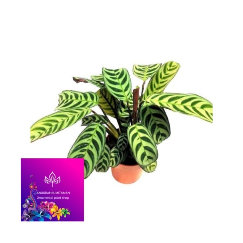 Jual Tanaman hias calathea stromata calathea sepat | Shopee Indonesia