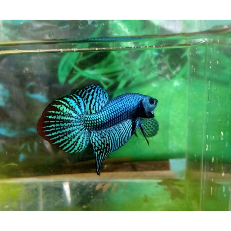 Jual Wild betta alien gray | Shopee Indonesia