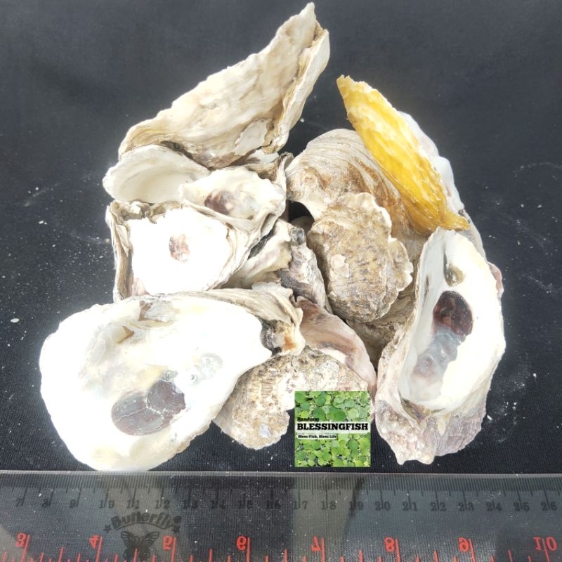 Jual Kerang Oyster 1kg Oyster Kerang 1kg Oyster Media Filter Kolam ...