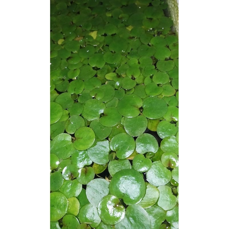 Jual tanaman air amazon frogbit || apong apong | Shopee Indonesia