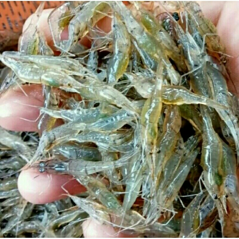 Jual Udang Rawa Hidup Pakan Ikan Predator/Umpan Pancing | Shopee Indonesia