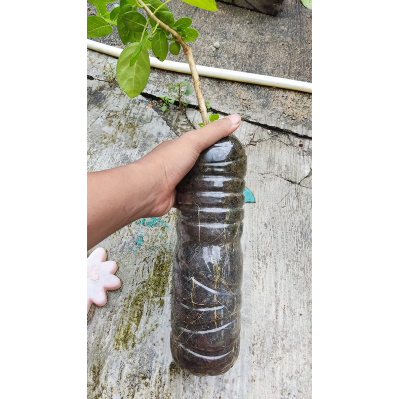 Jual sancang program akar panjang. ekspos akar atau in the rock atau on ...