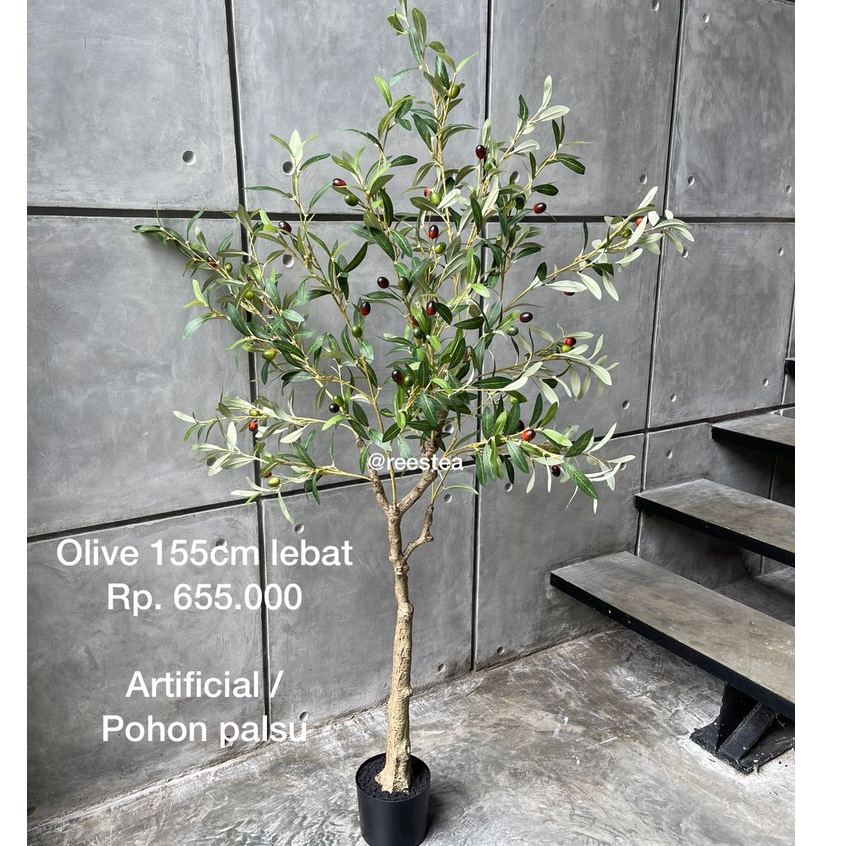 Jual Pohon Olive tinggi 155 cm Model Lebat/Pohon Zaitun / Pohon Hias ...