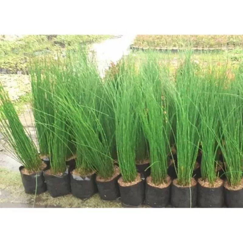Jual Tanaman bambu Air Rimbun Isi 30/40 Batang | Shopee Indonesia