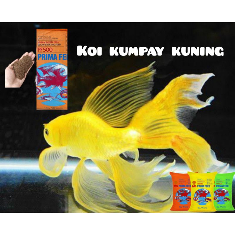 Jual Pakan,, Koi kumpay Kuning Slayer | Shopee Indonesia
