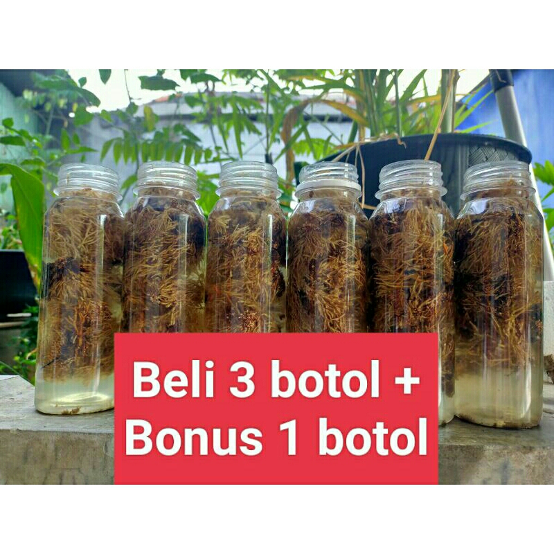 Jual Spora Bibit Biang Jamur JAKABA Pupuk Organik | Shopee Indonesia