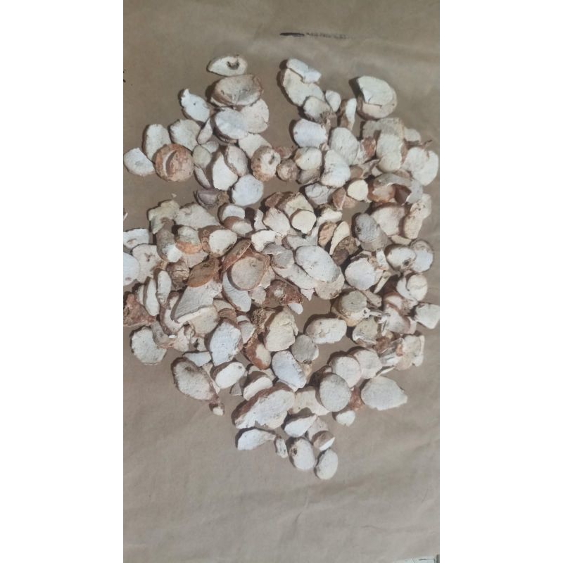 Jual 10 G 50 GR 100 GRAM 法半夏 FA BAN XIA PINELLIA TUBER RHIZOME | Shopee ...