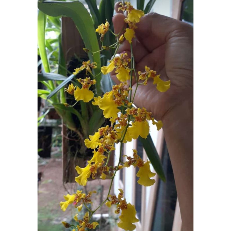 Jual Anggrek Oncidium Golden shower | Shopee Indonesia