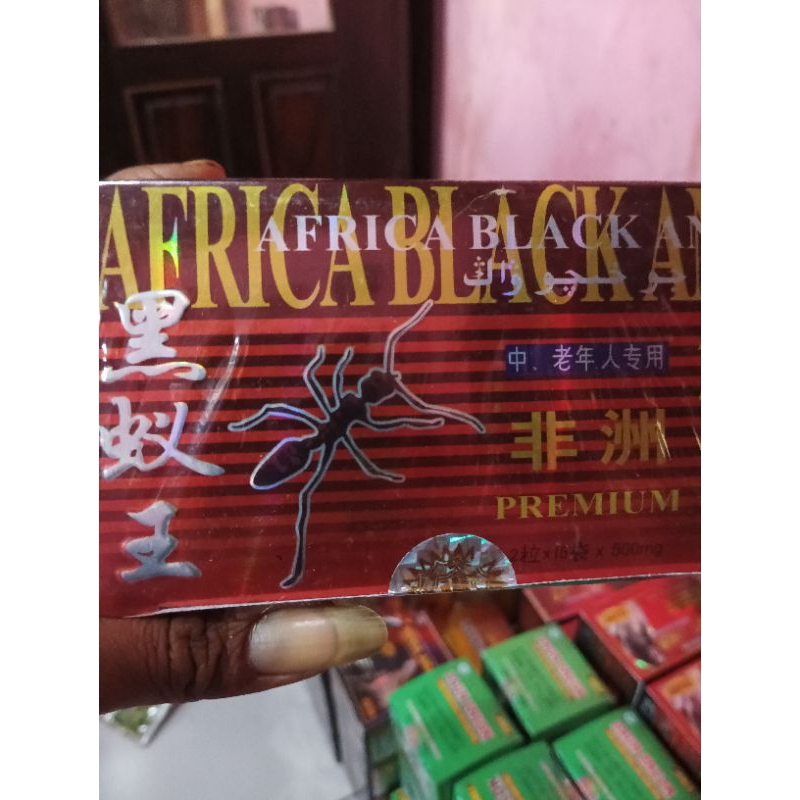 Jual SEMUT AFRICA PREMIUM black ant king | Shopee Indonesia