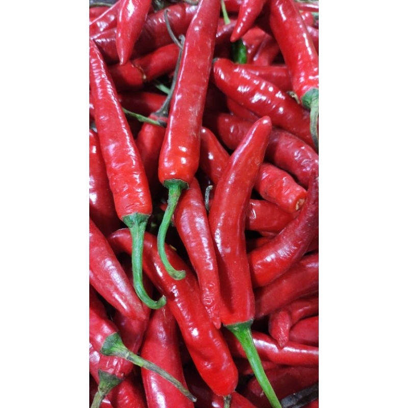 Jual Cabai merah besar ( TW) 1 gr | Shopee Indonesia