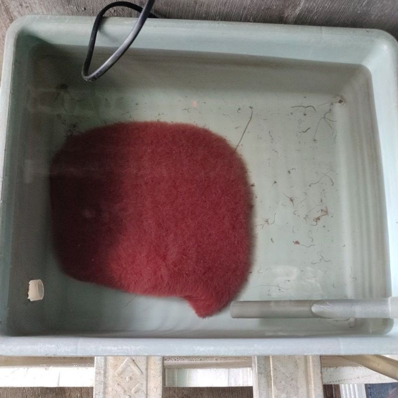 Jual CACING SUTRA/CASUT (FRESH SETIAP HARI) | Shopee Indonesia