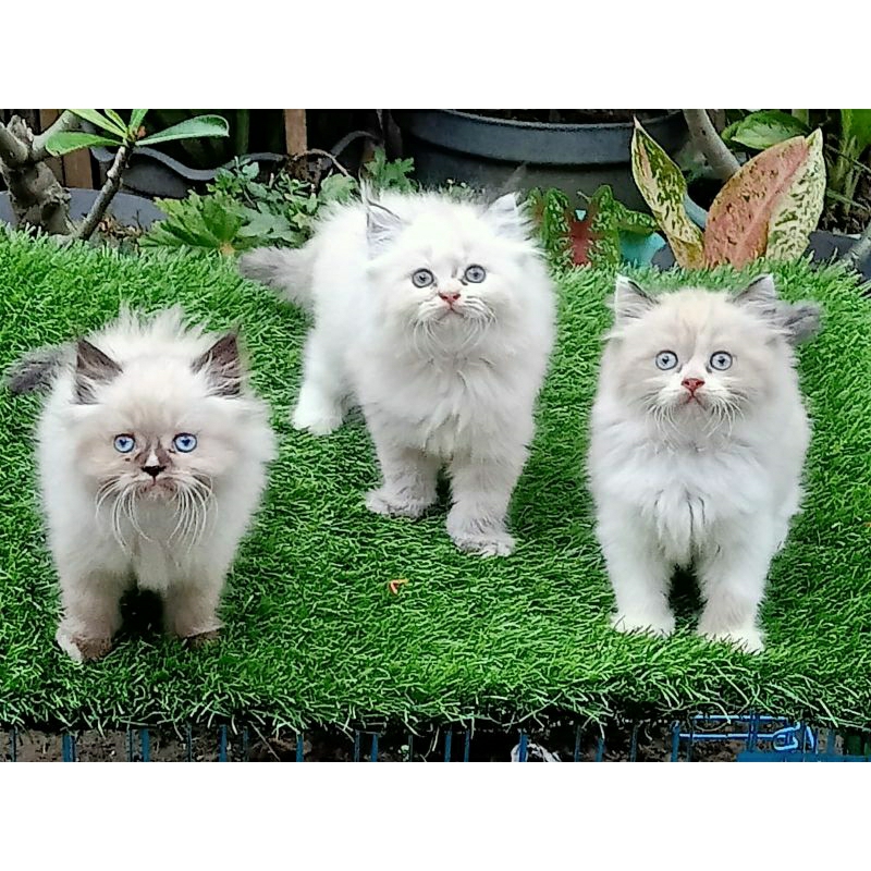 Jual kitten Himalaya Ragdoll | Shopee Indonesia