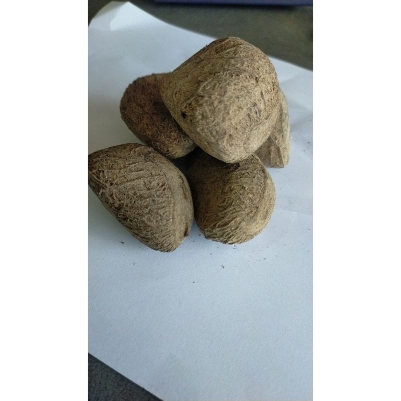 Jual Kluwek / Kluwak 1 kg | Shopee Indonesia