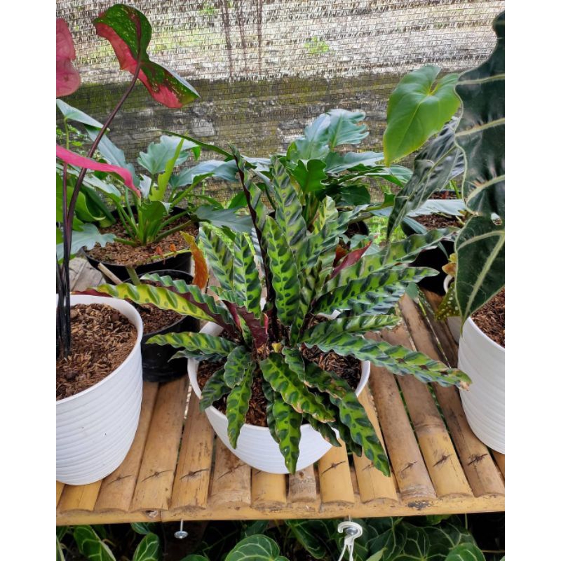 Jual Calathea bulu ayam / Tanaman Hias Calathea Lancifolia / Bunga ...