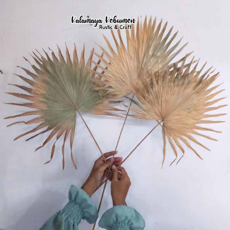 Jual Daun Kering Palem Rumbai Dekorasi Rustik Pampas Sikas Ilalang ...