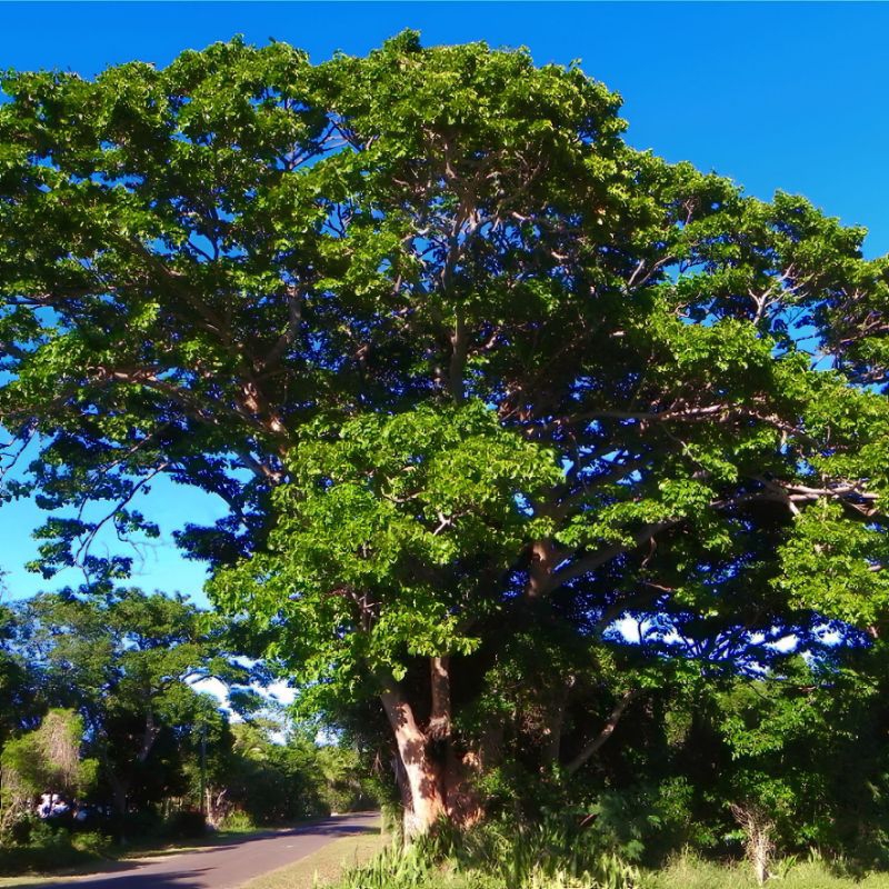 Jual Bibit Tanaman Merbau Penghasil Kayu Besi Asal Papua Unggul Siap ...