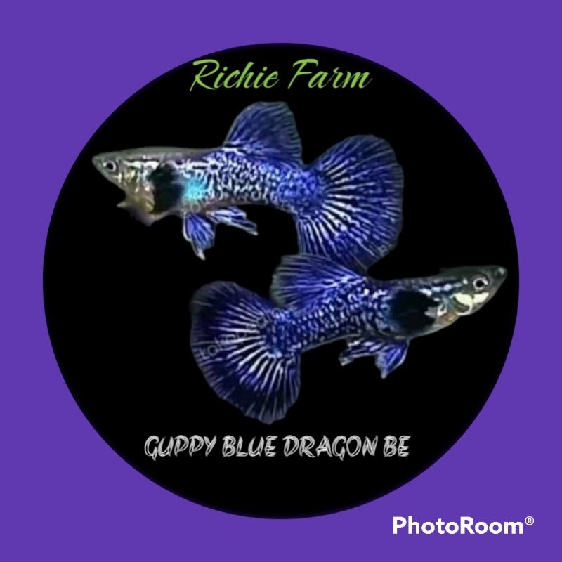 Jual Ikan Guppy Blue Dragon | Shopee Indonesia