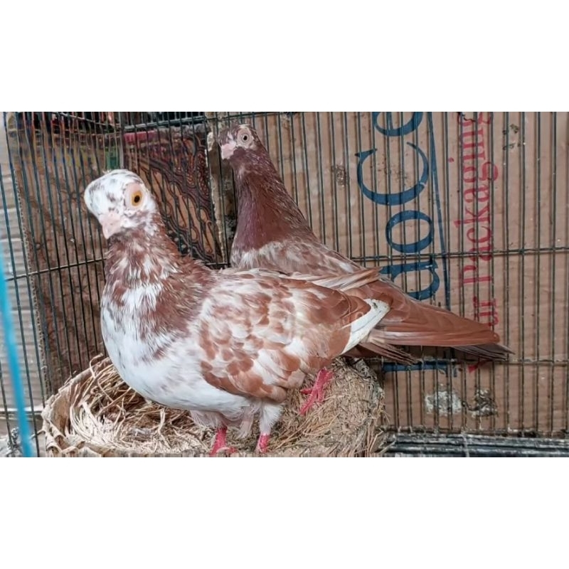 Jual Merpati wina sepasang | Shopee Indonesia