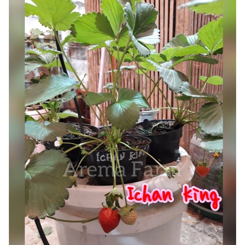 Jual Bibit Tanaman Strawberry Stroberi Ichan King 100% Valid Asal ...