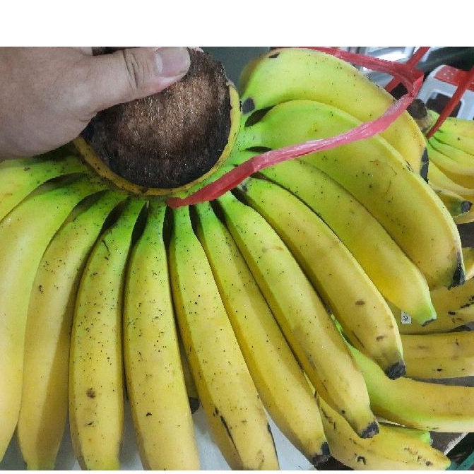 Jual Pisang Ambon Sukabumi 1 sisir | Shopee Indonesia