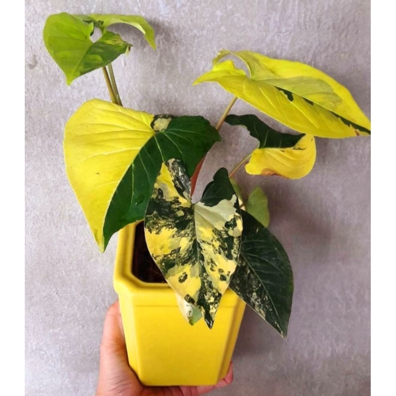 Jual Syngonium Yellow Varigata/Singonium yellow variegata Syngonium ...