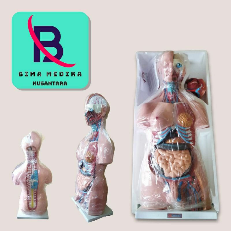 Jual phantom manekin organ tubuh manusia / TORSO GL-8204 GUANLONG ...