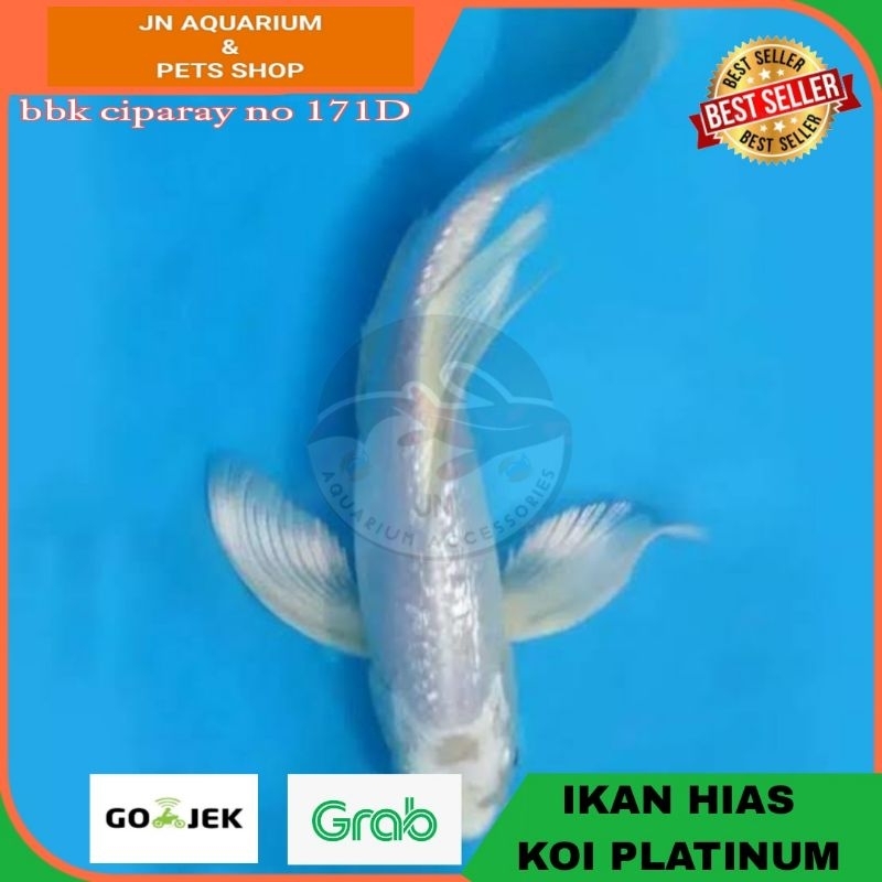 Jual Ikan Hias Koi Platinum Metalic Ikan Air Tawar Aquarium Kolam | Shopee Indonesia