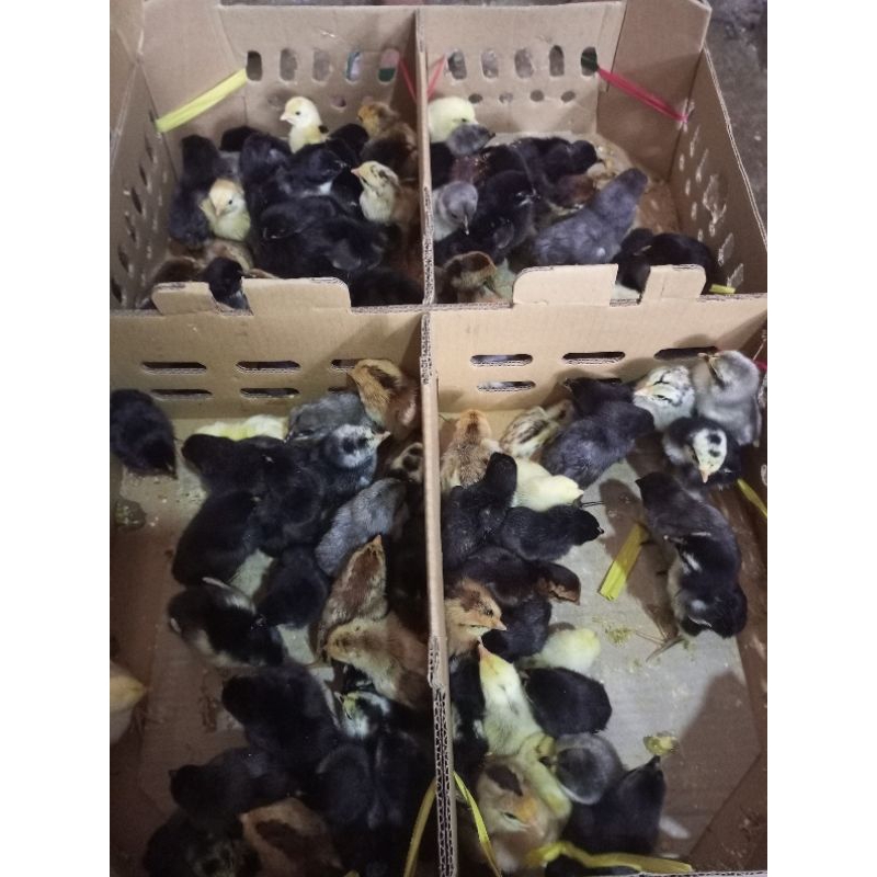 Jual DOC AYAM KAMPUNG - BIBIT AYAM KAMPUNG VAKSIN ( GARANSI PENGIRIMAN ...