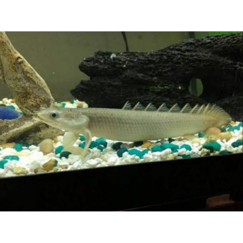 Jual Palmas Senegalus Dragon Fish Tank Mate Hiasan Aquarium | Shopee ...