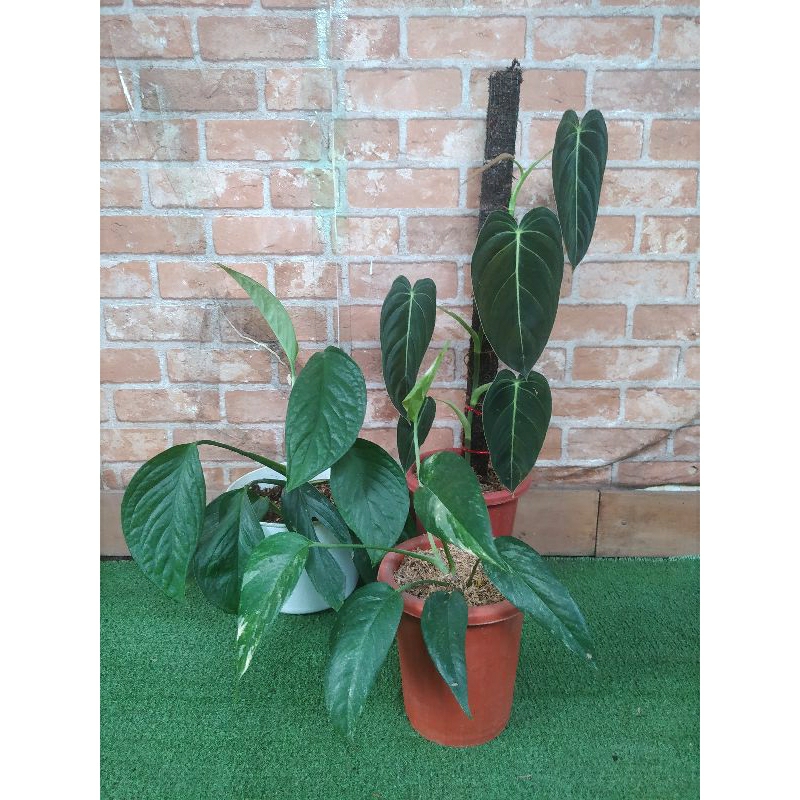 Jual paket philodendron melano,monstera pinnatipartita dan epip var ...